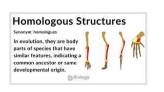 comparative anatomy under melcs in science.pptx