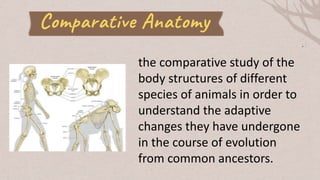 comparative anatomy under melcs in science.pptx | Biological Sciences ...