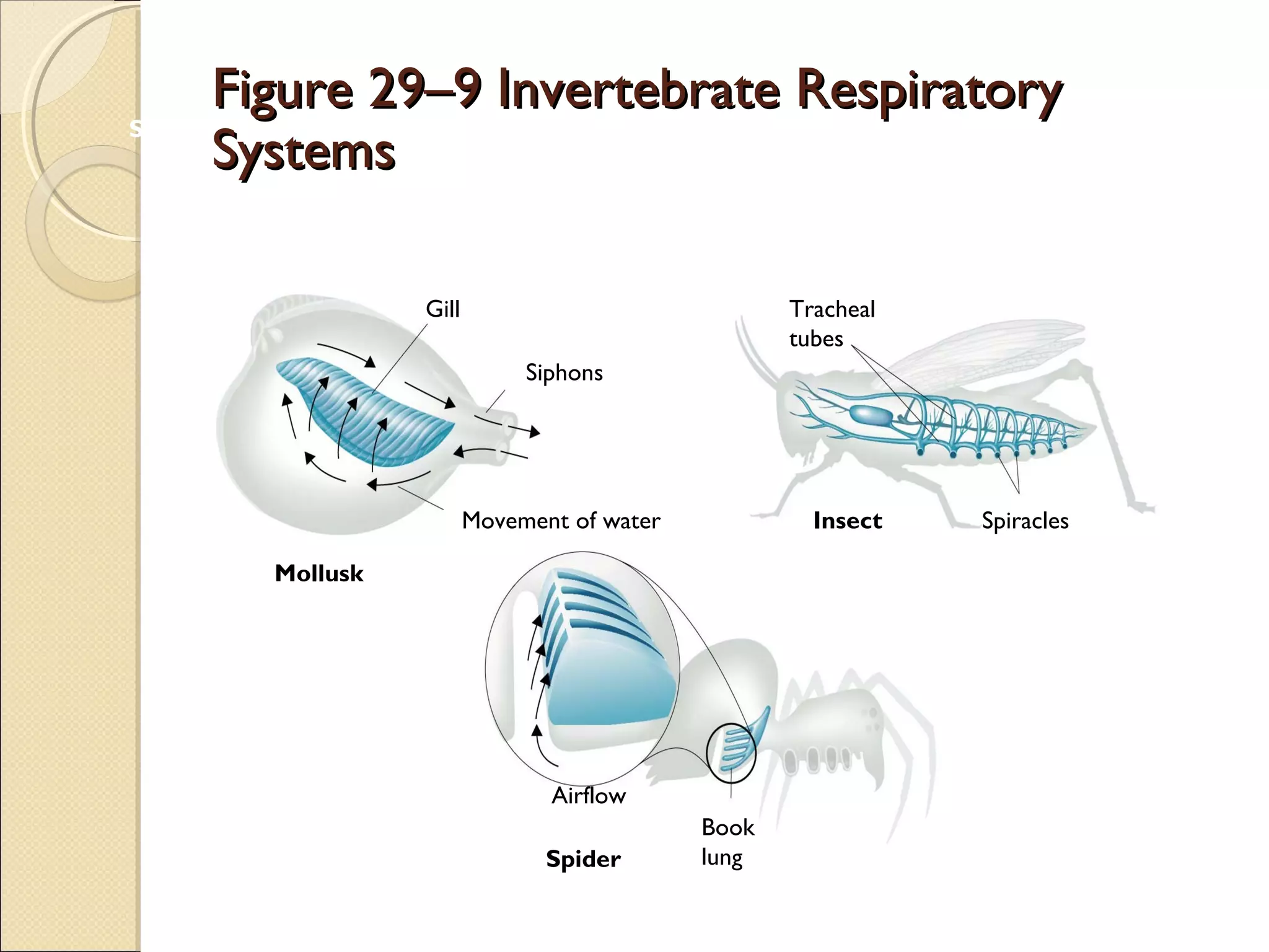 Comparative anatomy respiratory system | PPT