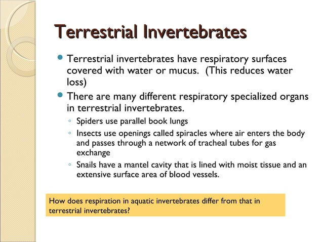 Comparative anatomy respiratory system | PPT