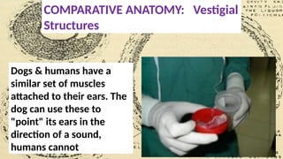 Comparative Anatomy and Embryology.pptx