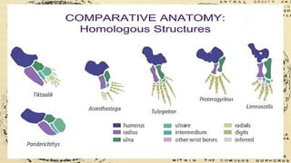 Comparative Anatomy and Embryology.pptx
