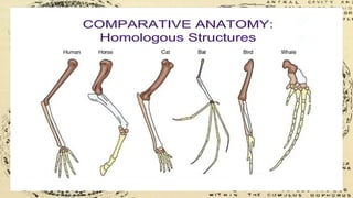 Comparative Anatomy and Embryology.pptx
