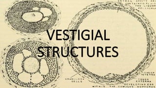 Comparative Anatomy and Embryology.pptx