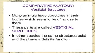 Comparative Anatomy and Embryology.pptx