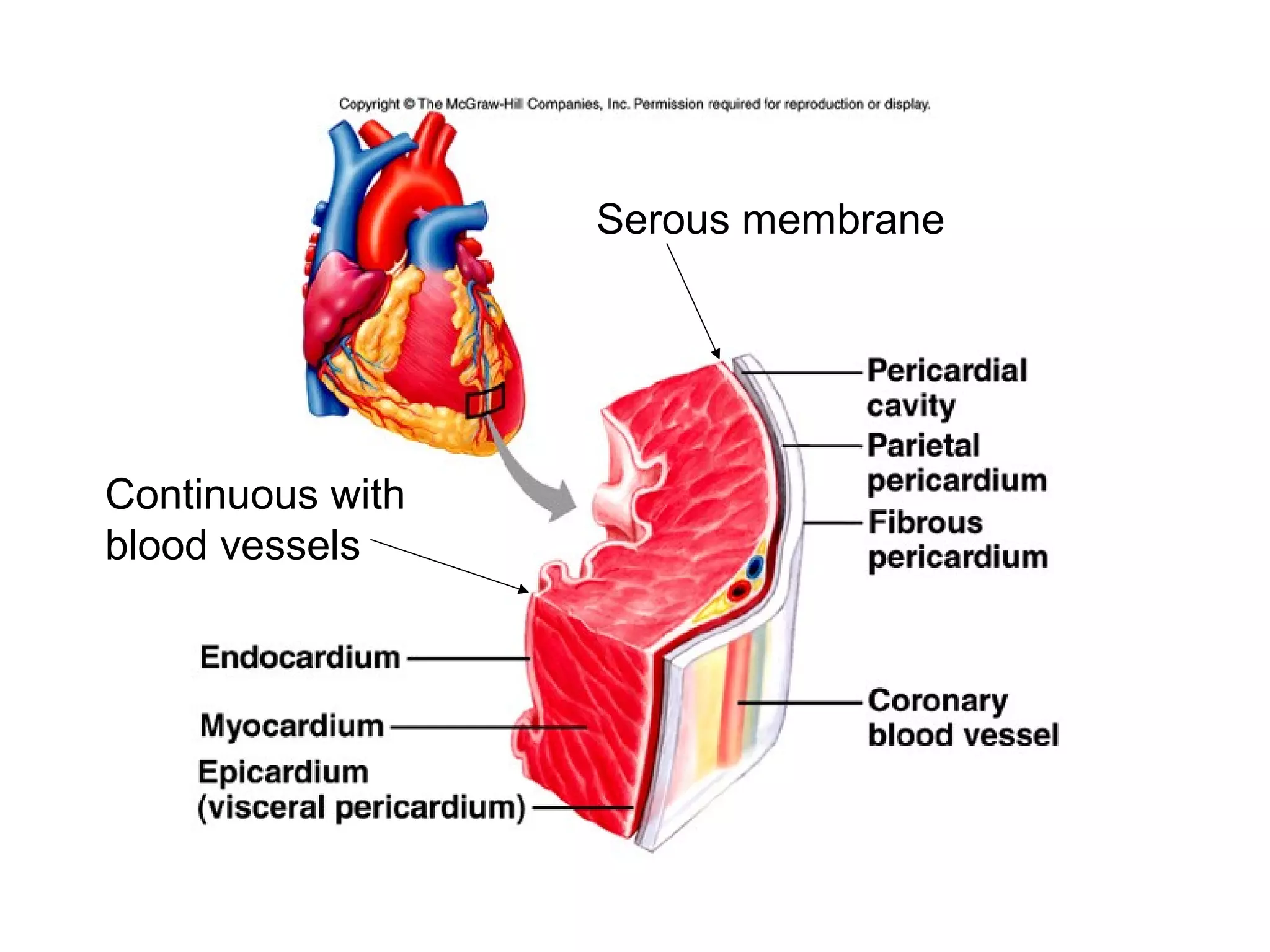 Comparative anatomy circulatory system | PPT