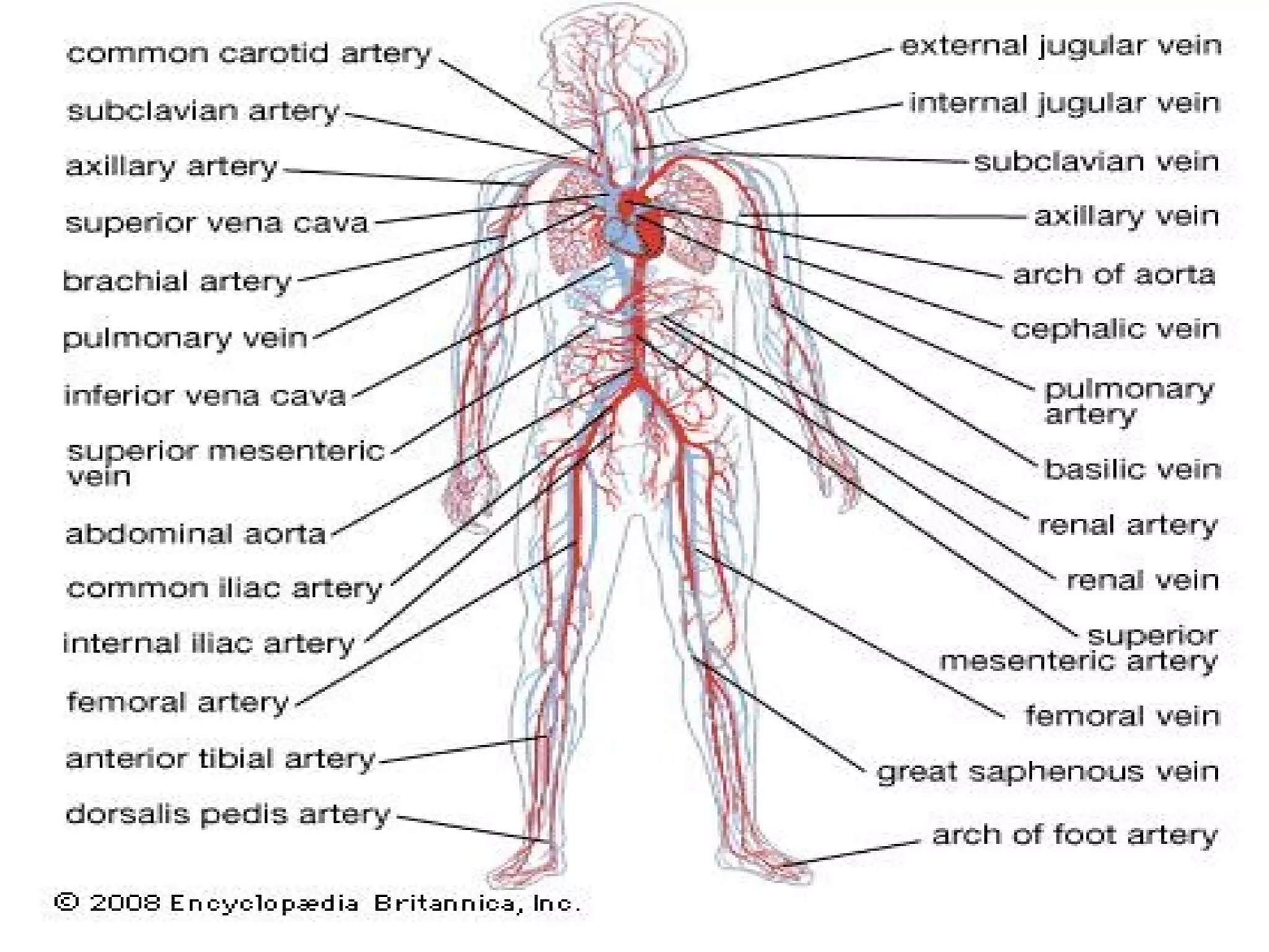 Comparative anatomy circulatory system | PPT