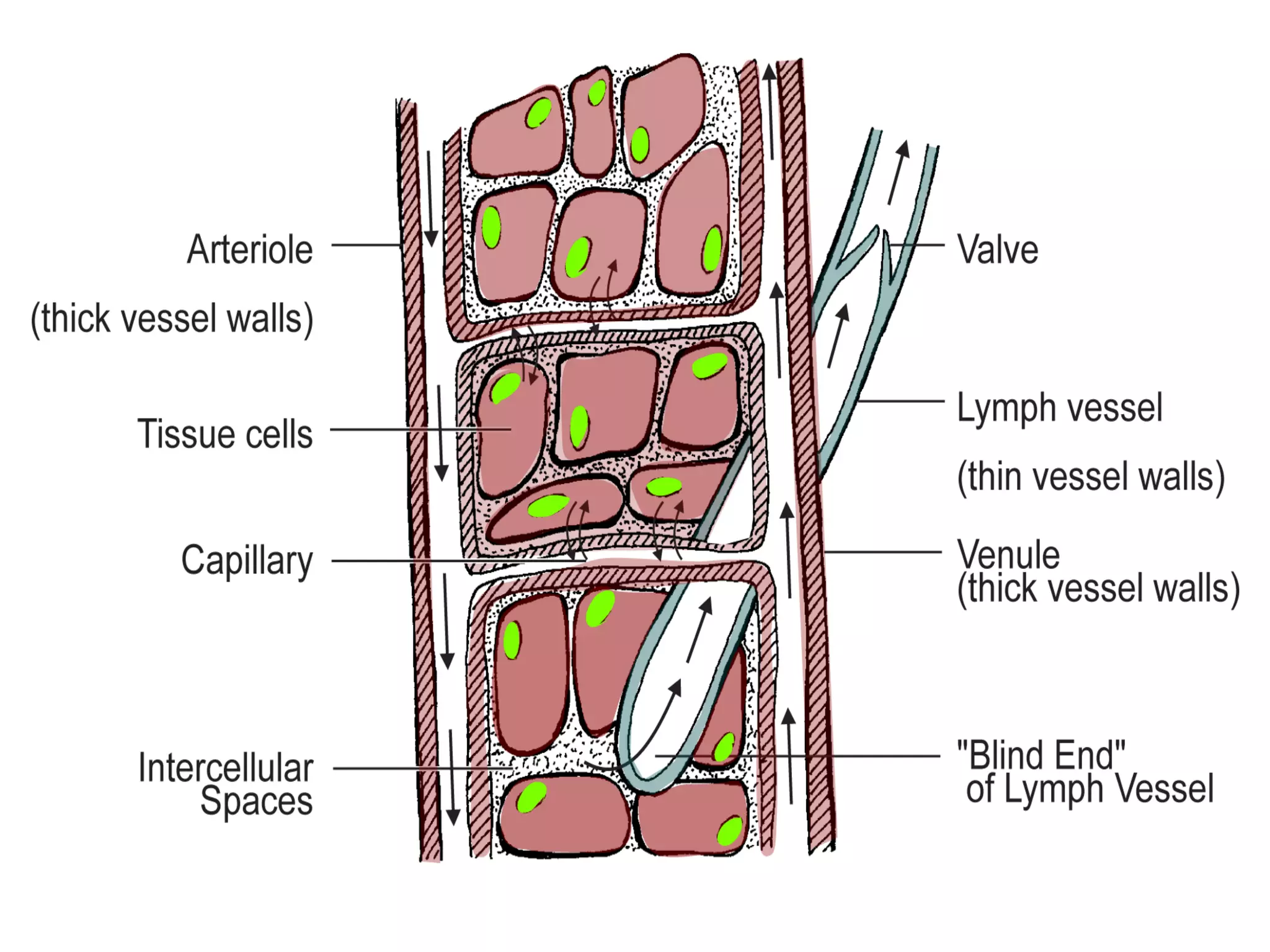 Comparative anatomy circulatory system | PPT
