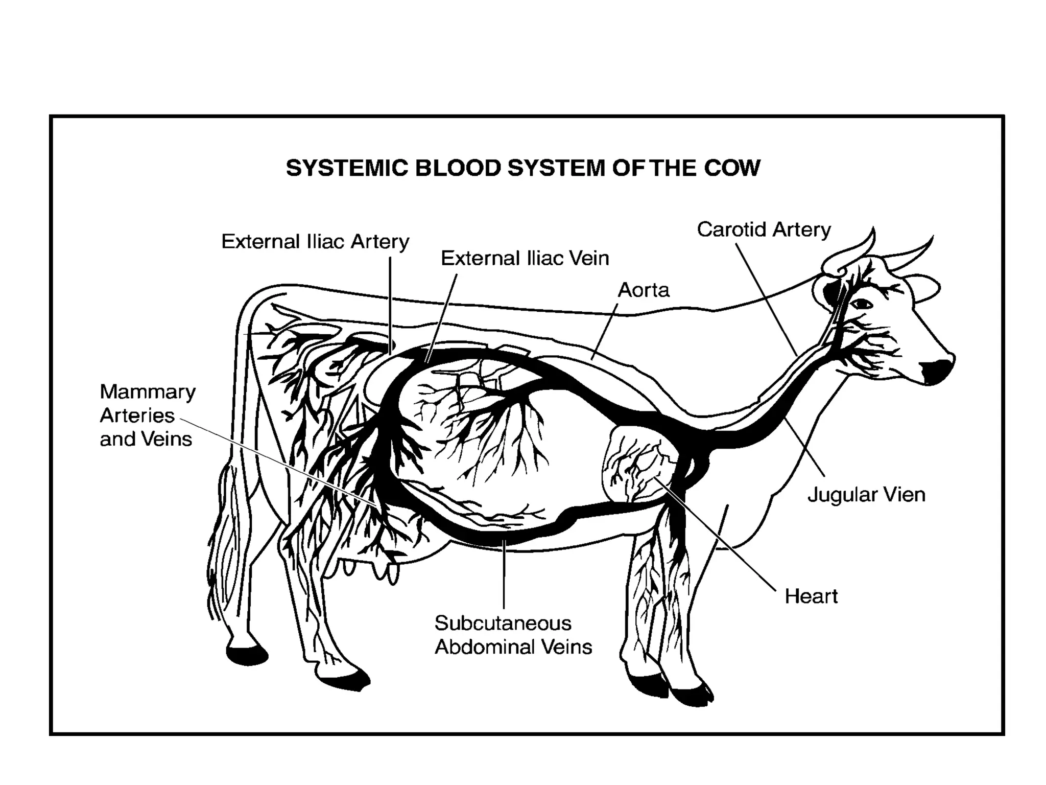 Comparative anatomy circulatory system | PPT
