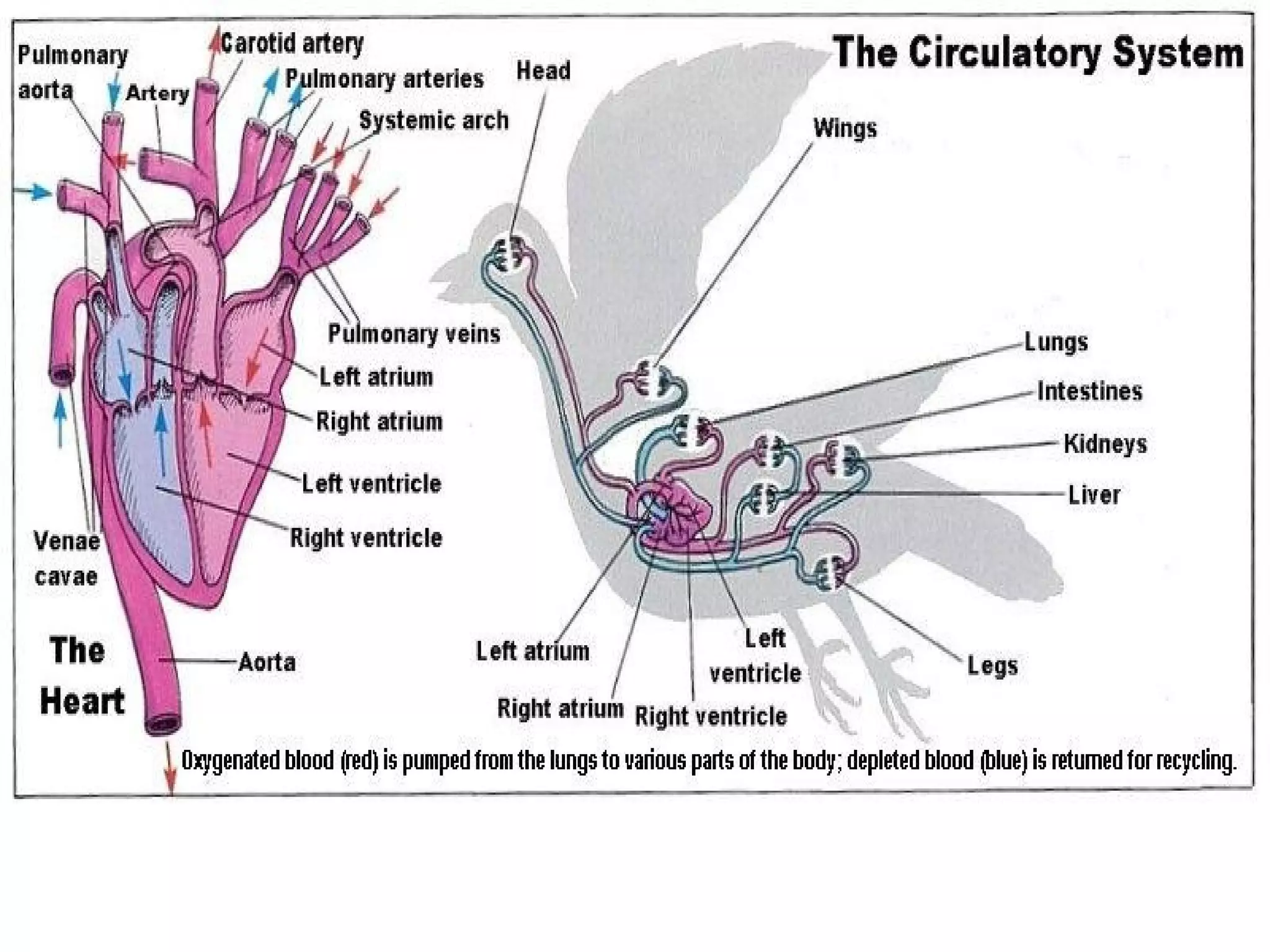 Comparative anatomy circulatory system | PPT