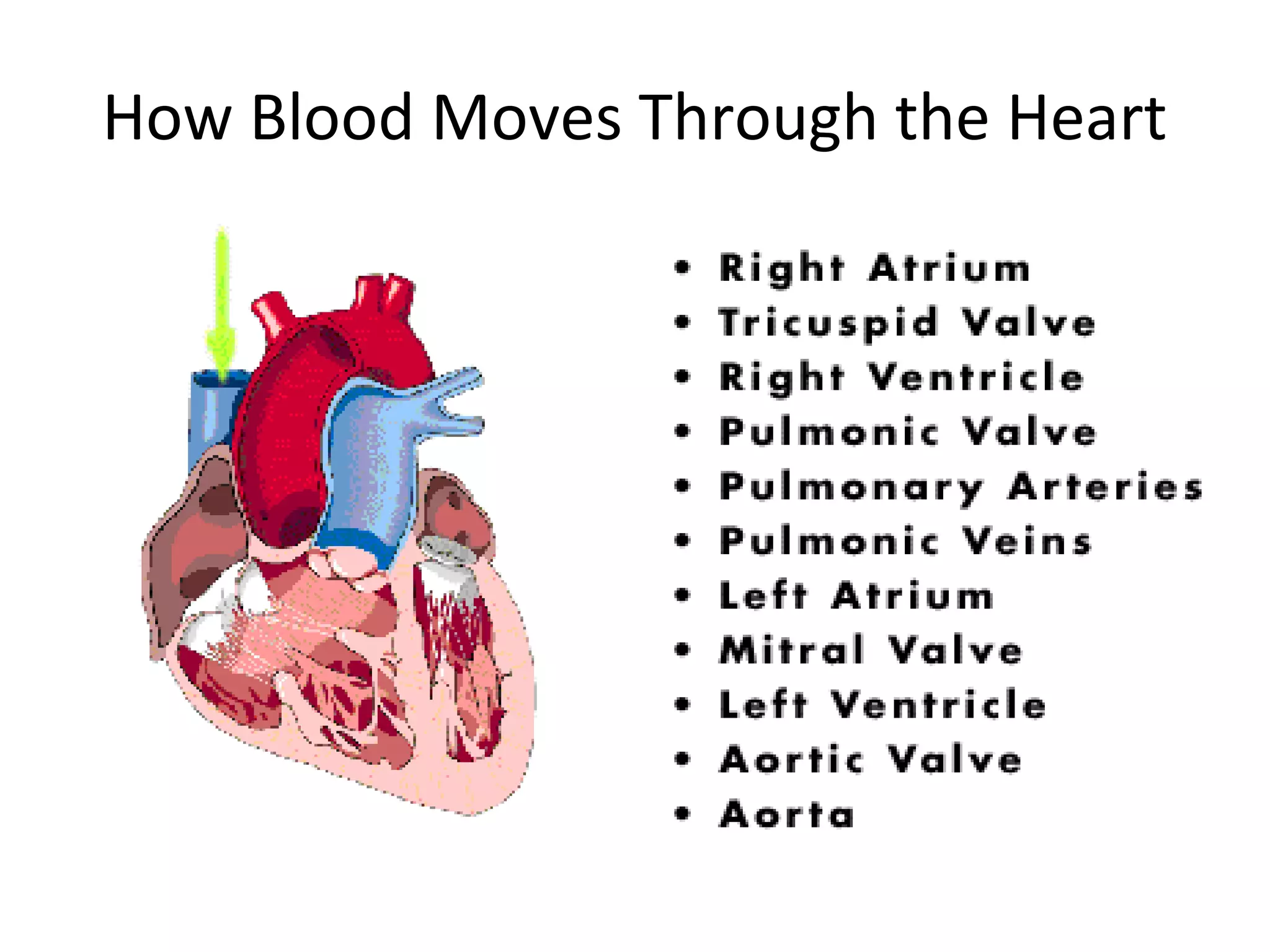 Comparative anatomy circulatory system | PPT