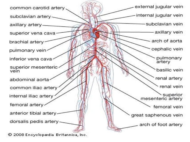 Comparative anatomy circulatory system | PPT | Blood Disorders ...