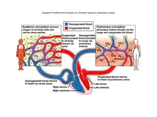 Comparative anatomy circulatory system | PPT