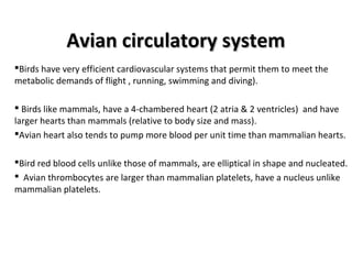 Closed Circulatory System Bird