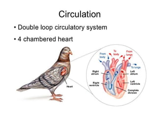 Comparative anatomy circulatory system | PPT