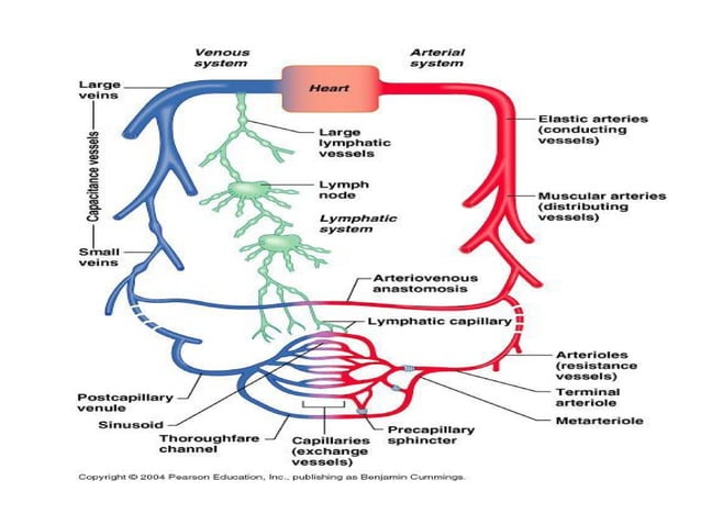 Comparative Diagram Of Circulatory System In Vertebrates Cir