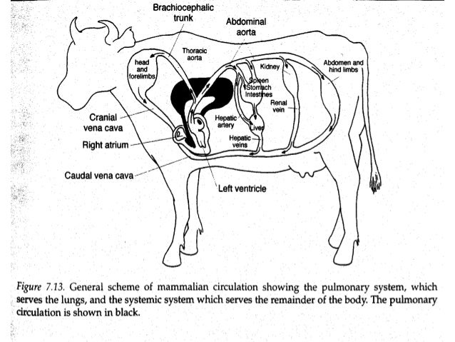 Comparative Anatomy Of Vertebrates Circulatory System Modification Of