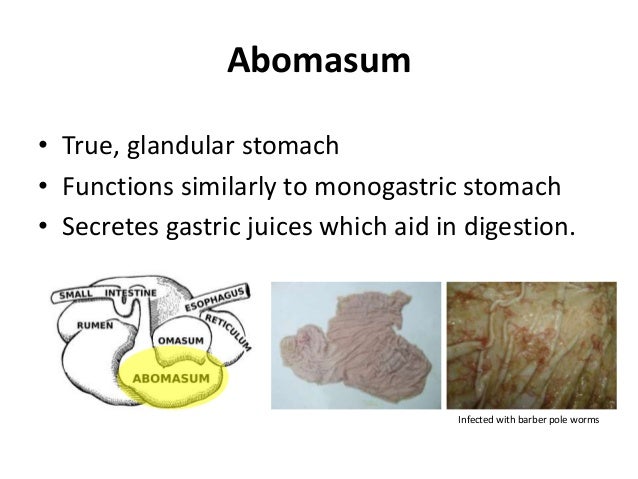 Comparative anatomy digestive system