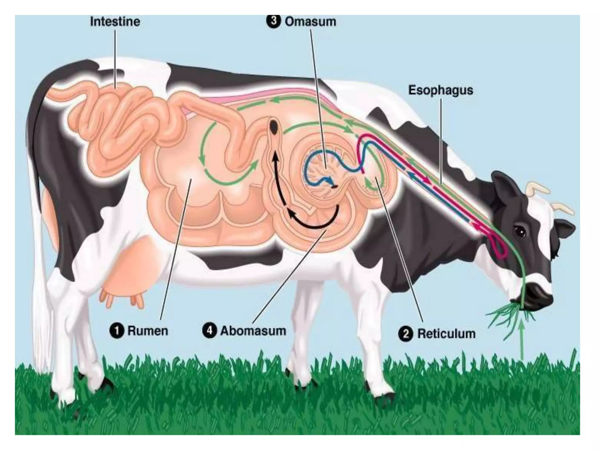 comparative anatomy digestive system.pptx