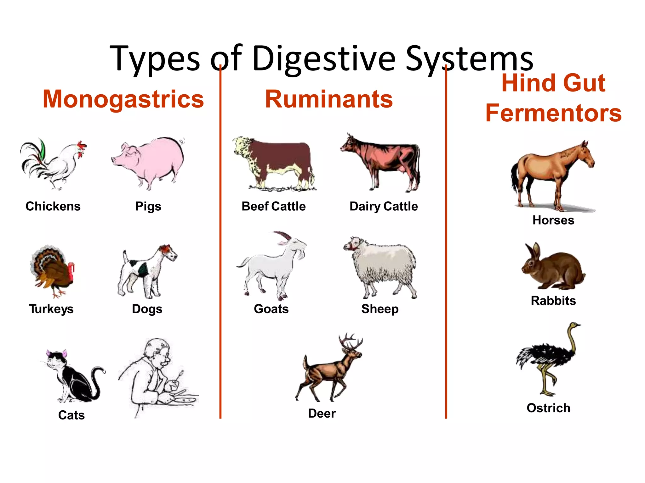 comparative anatomy digestive system.pptx