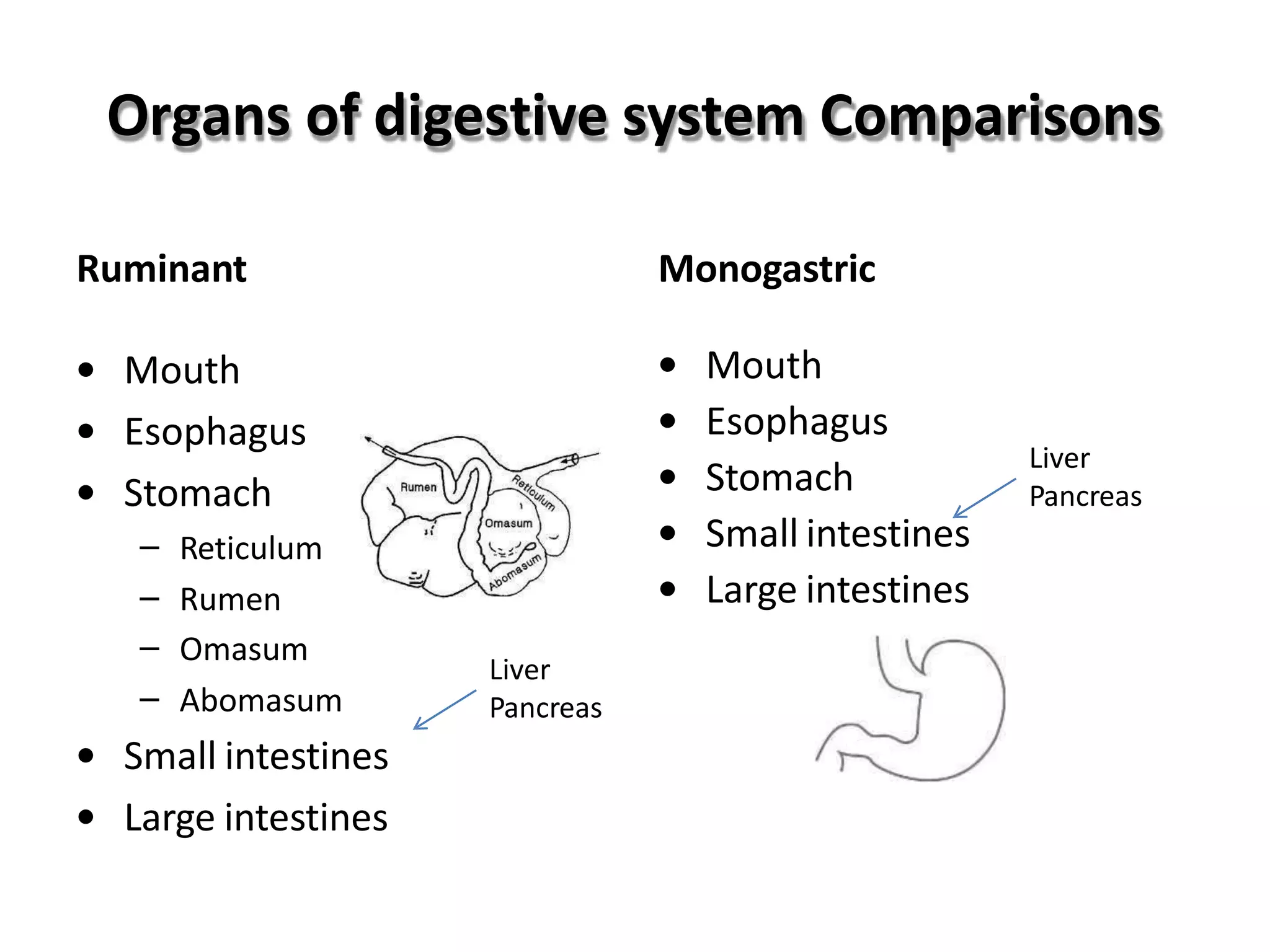 comparative anatomy digestive system.pptx