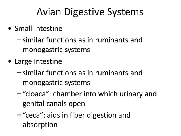 comparative anatomy digestive system.pptx