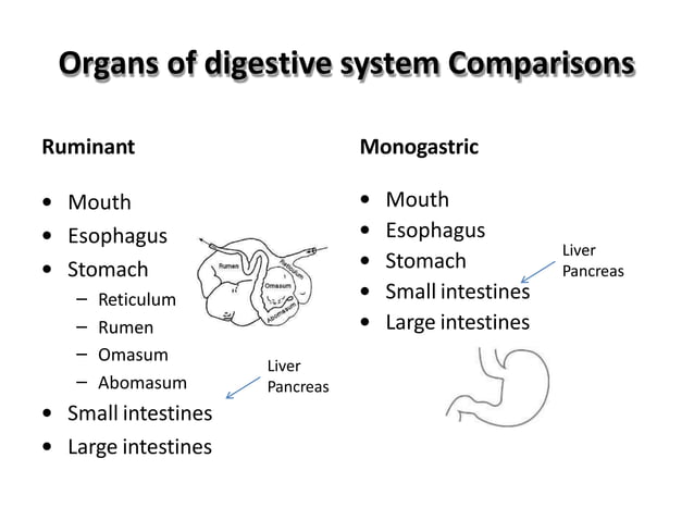 comparative anatomy digestive system.pptx