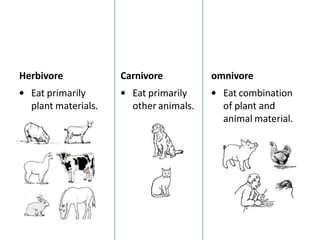 comparative anatomy digestive system.pptx