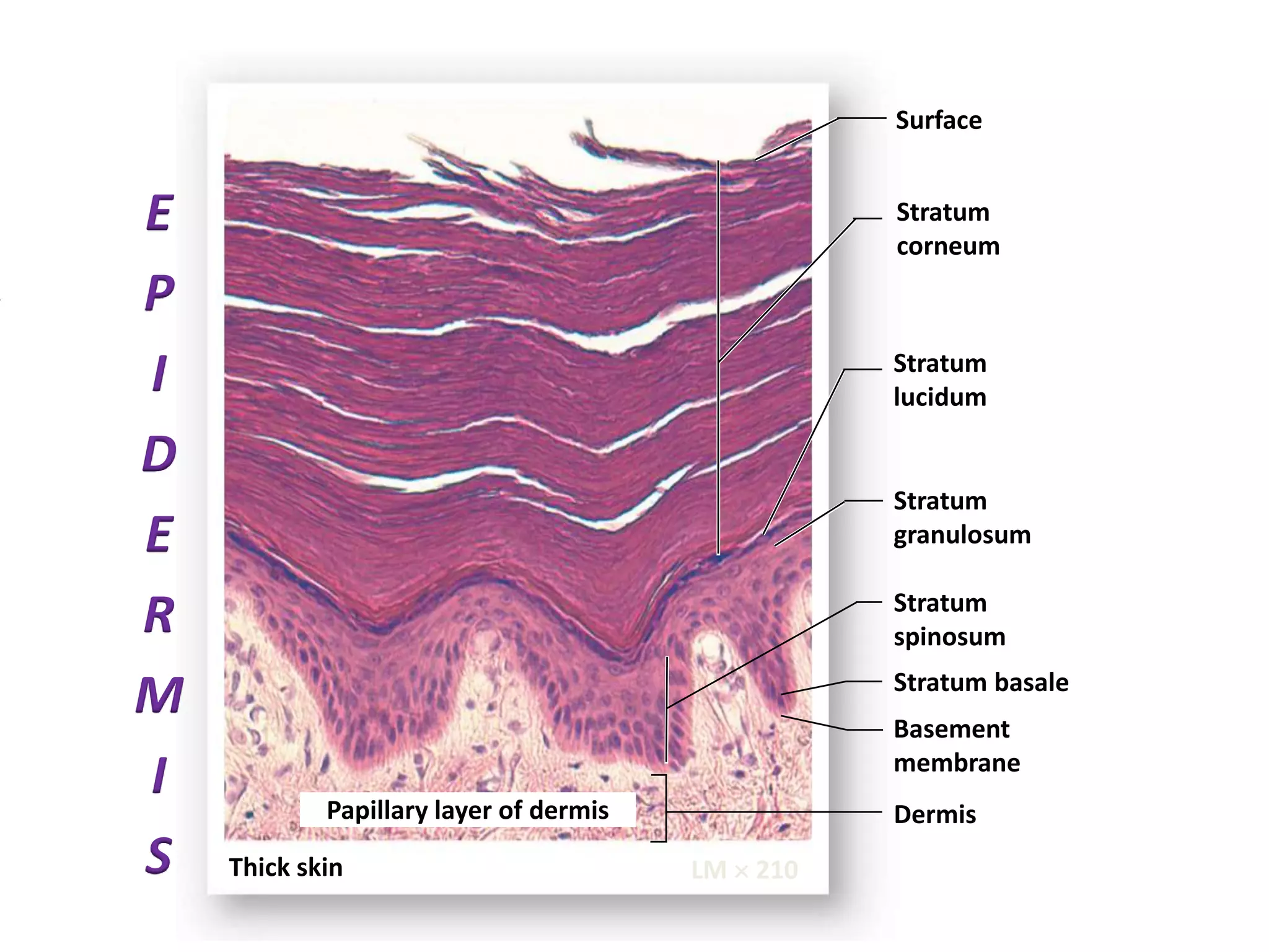 Comparative anatomy integumentary system | PPTX