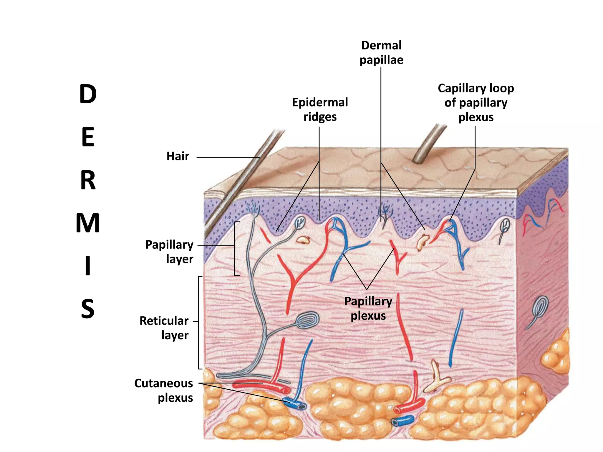 Comparative anatomy integumentary system | PPTX