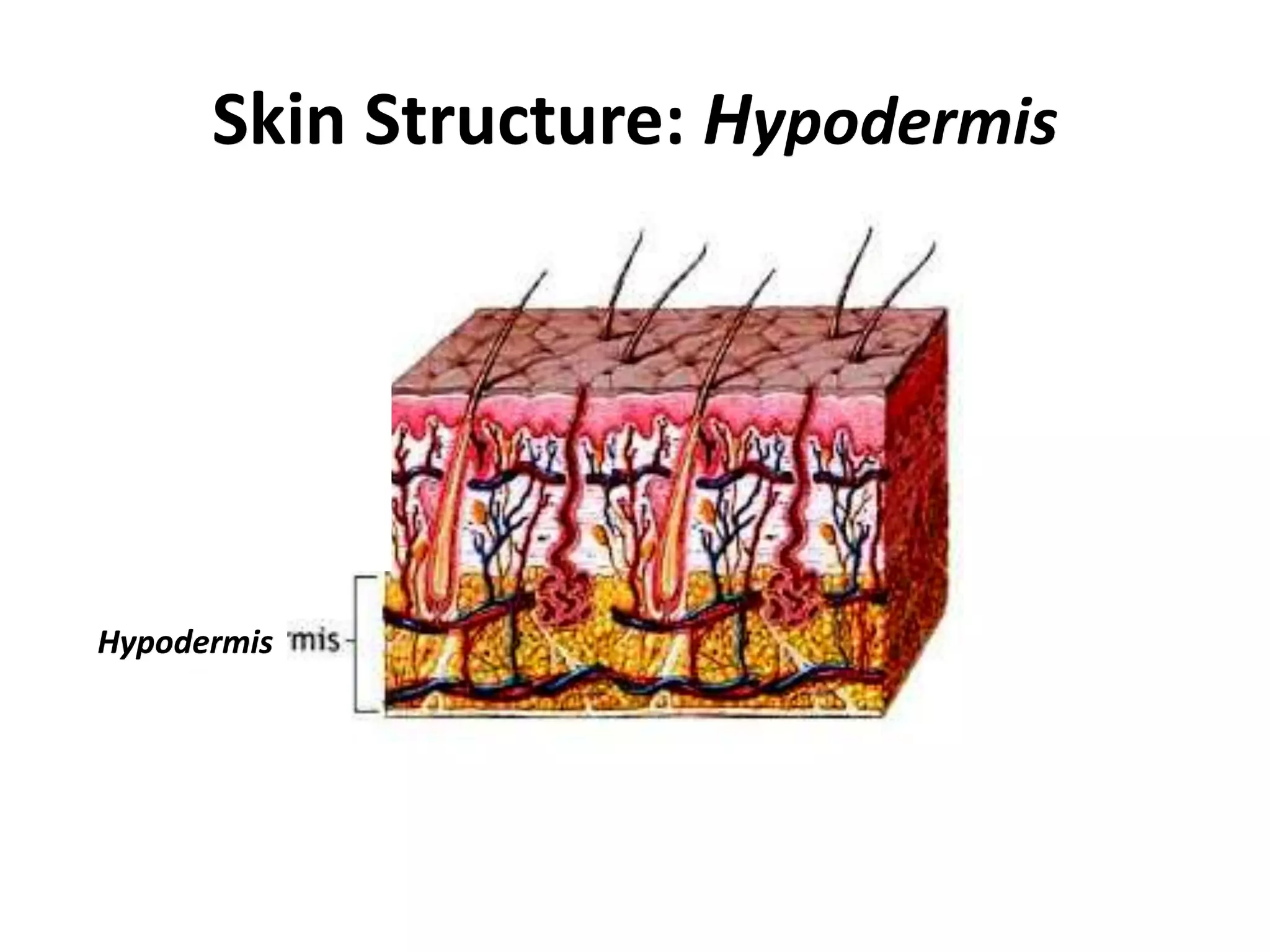 Comparative anatomy integumentary system | PPTX