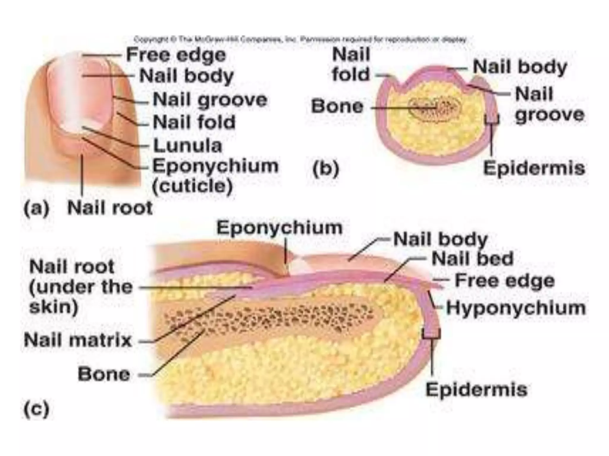 Comparative anatomy integumentary system | PPTX