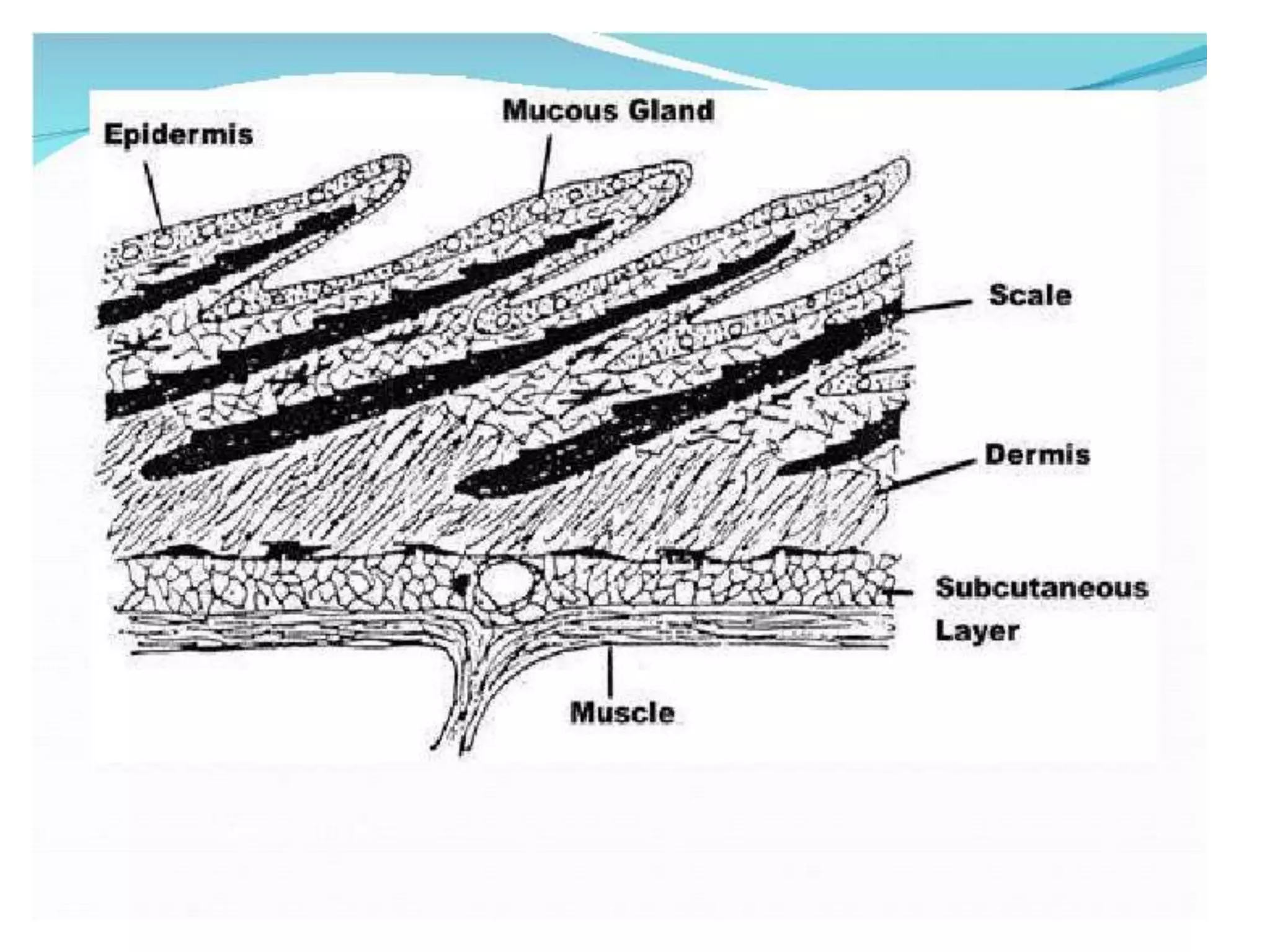 Comparative anatomy integumentary system | PPTX