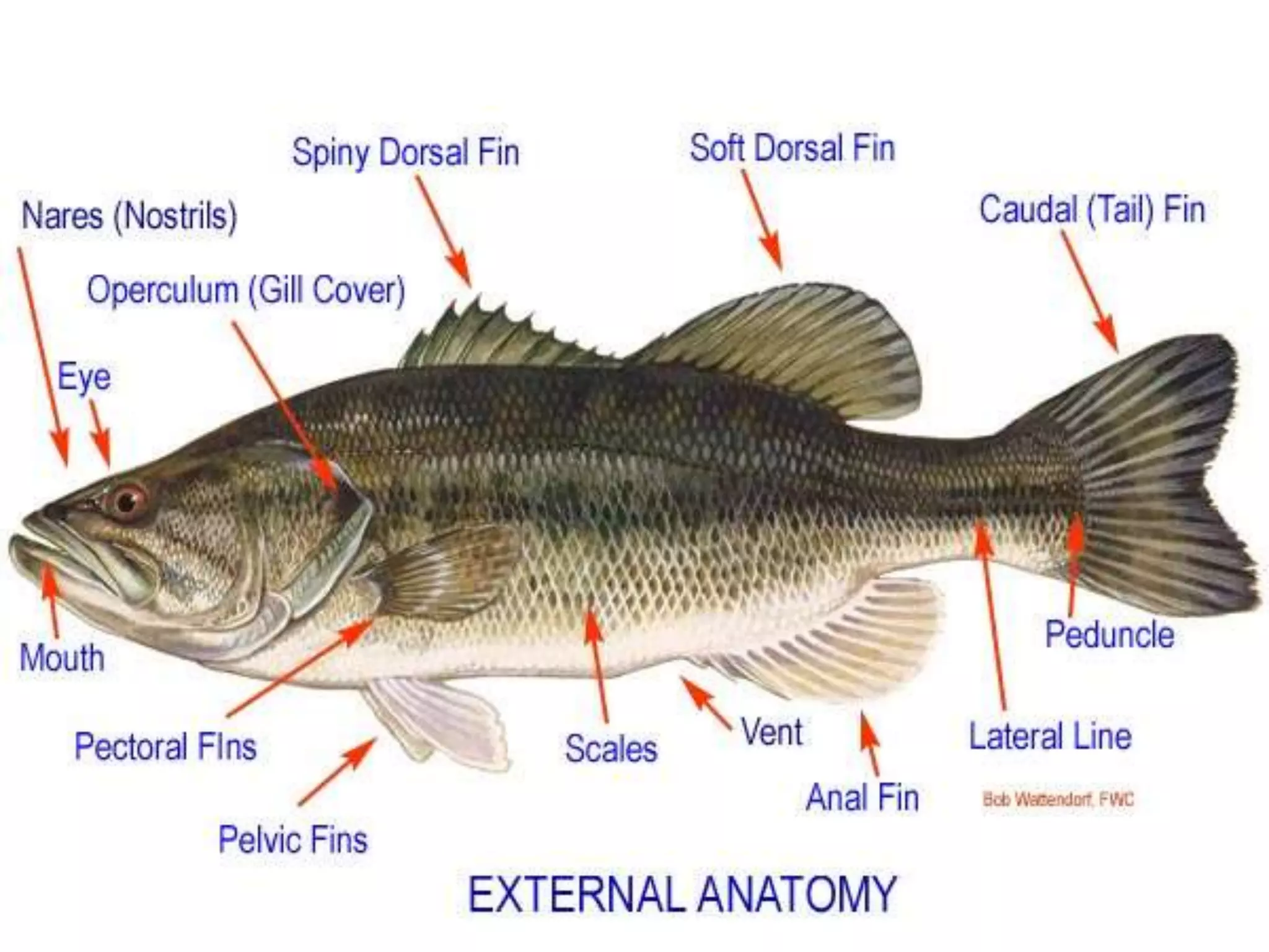 Comparative anatomy integumentary system | PPTX