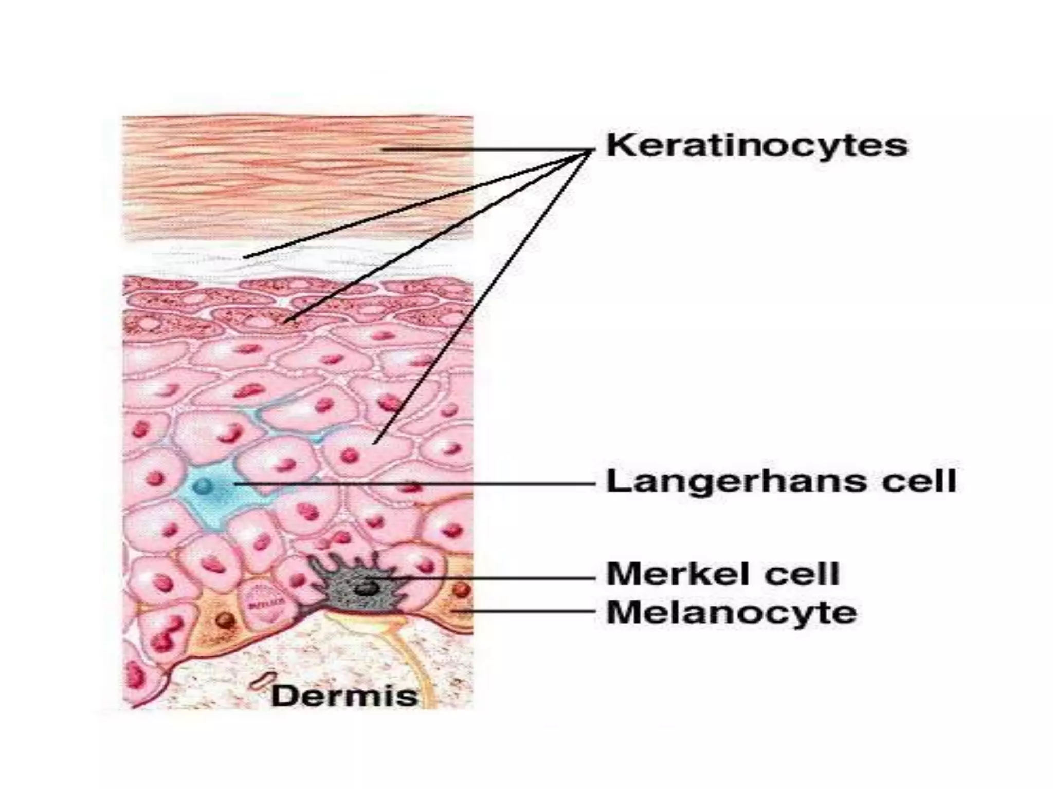 Comparative anatomy integumentary system | PPTX