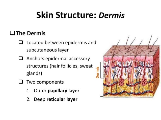 Comparative anatomy integumentary system | PPTX