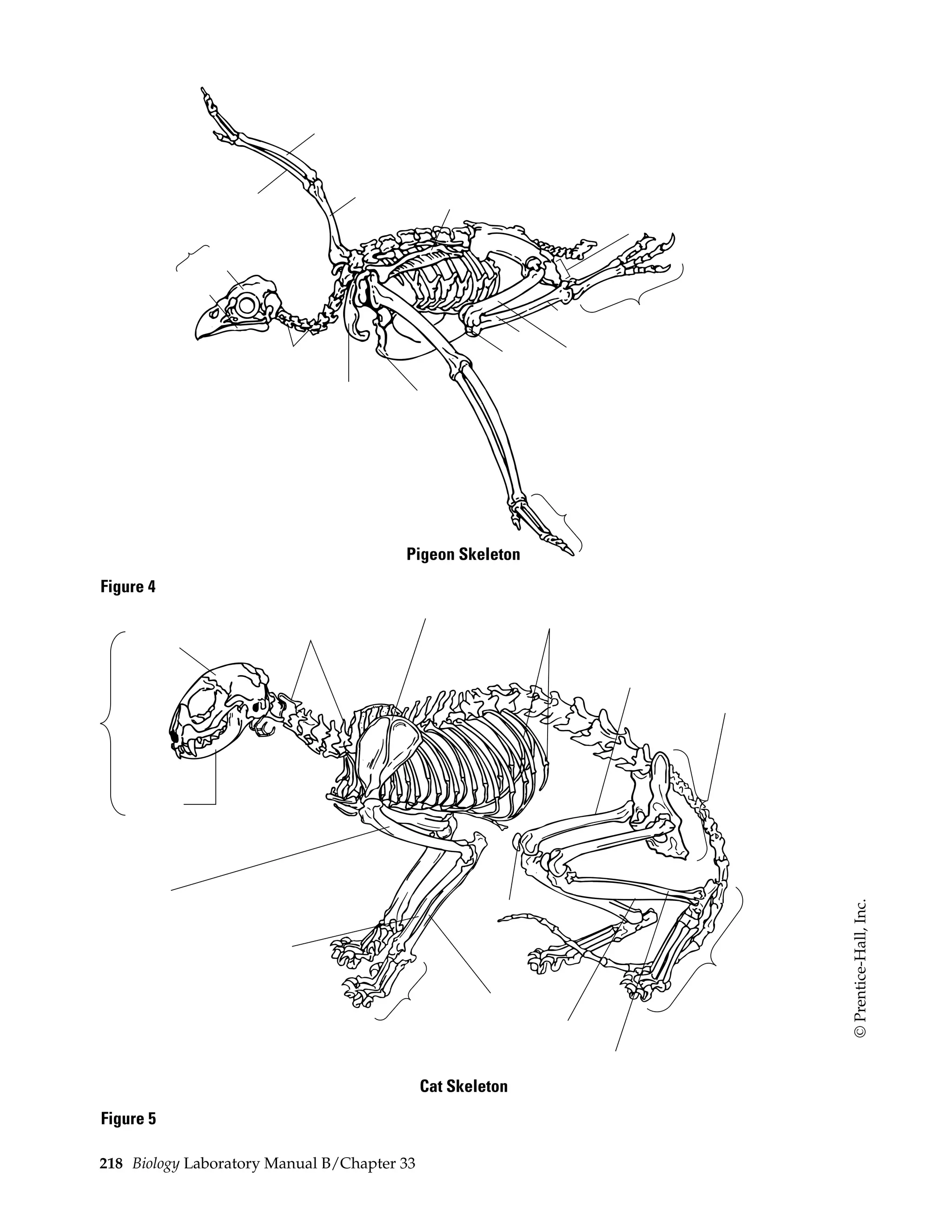 Comparative Anatomy Written Lab Bones | PDF