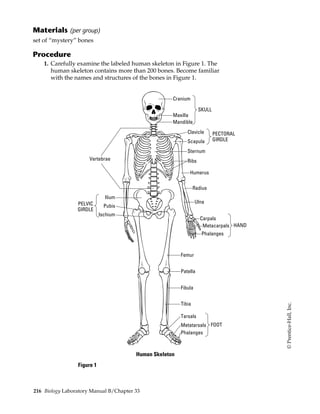 Comparative Anatomy Written Lab Bones | PDF
