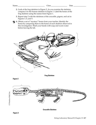 Comparative Anatomy Written Lab Bones | PDF