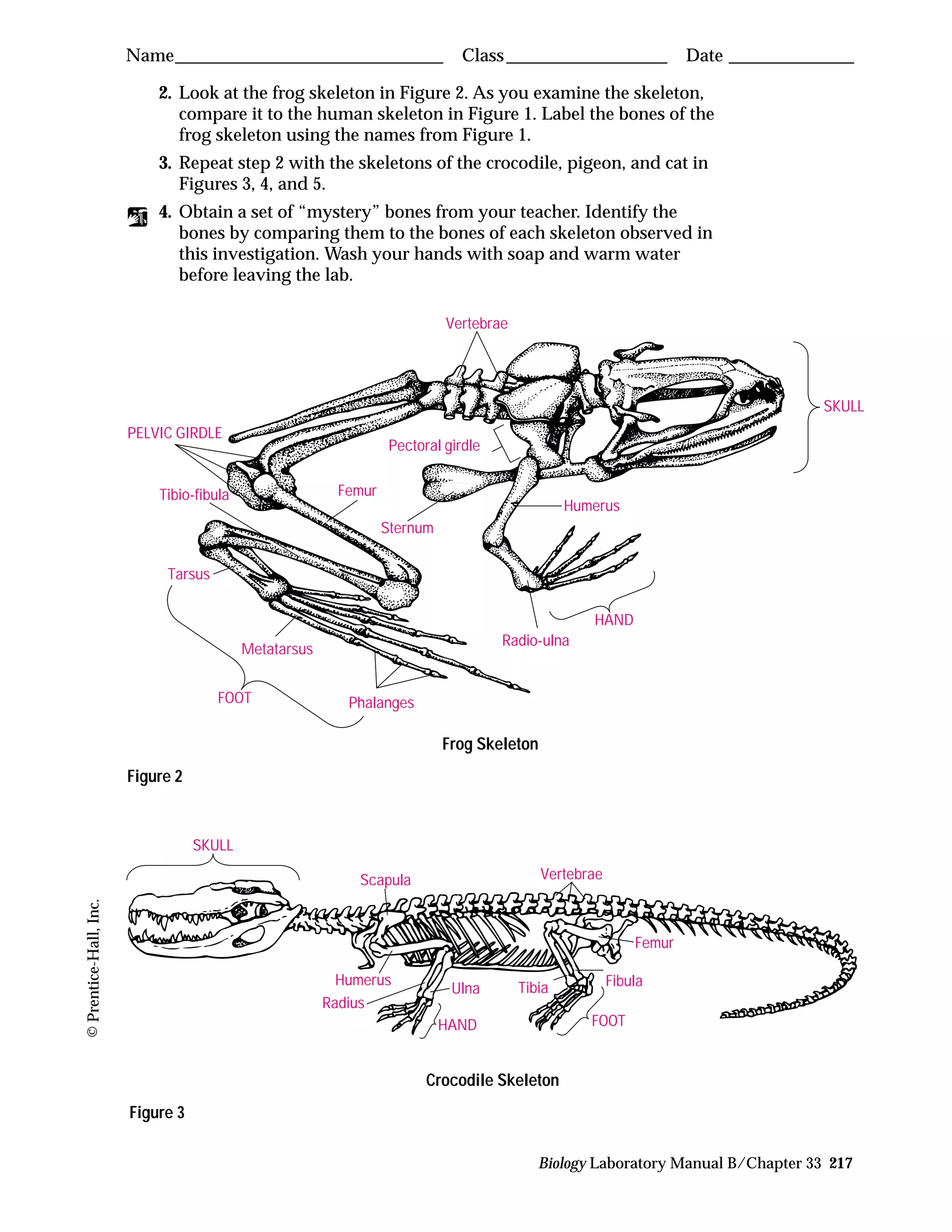 Comparative anatomy lab bones Answers | PDF