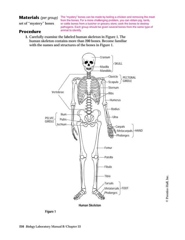 Comparative anatomy lab bones Answers | PDF | Bone and Joint Conditions ...