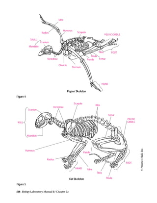 Comparative anatomy lab bones Answers | PDF