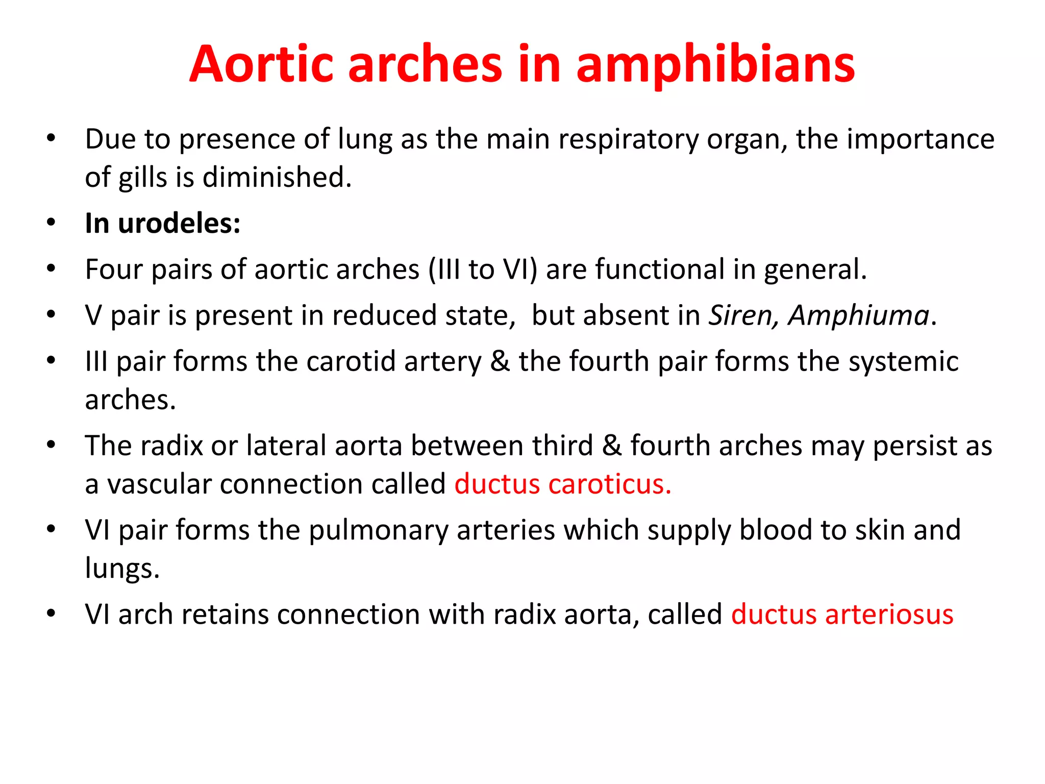 Comparative anatomy of aortic arches | PDF