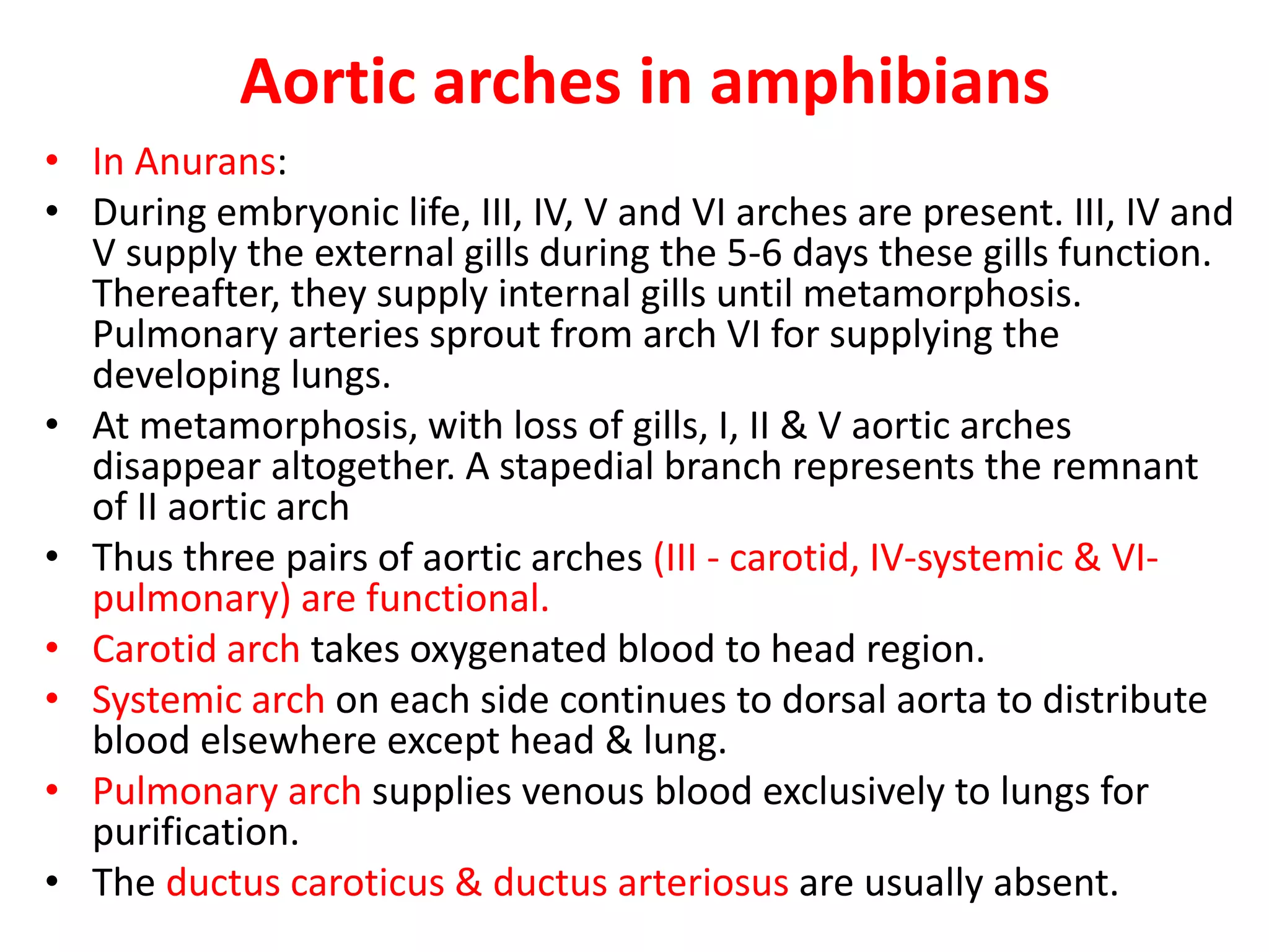 Comparative anatomy of aortic arches | PDF