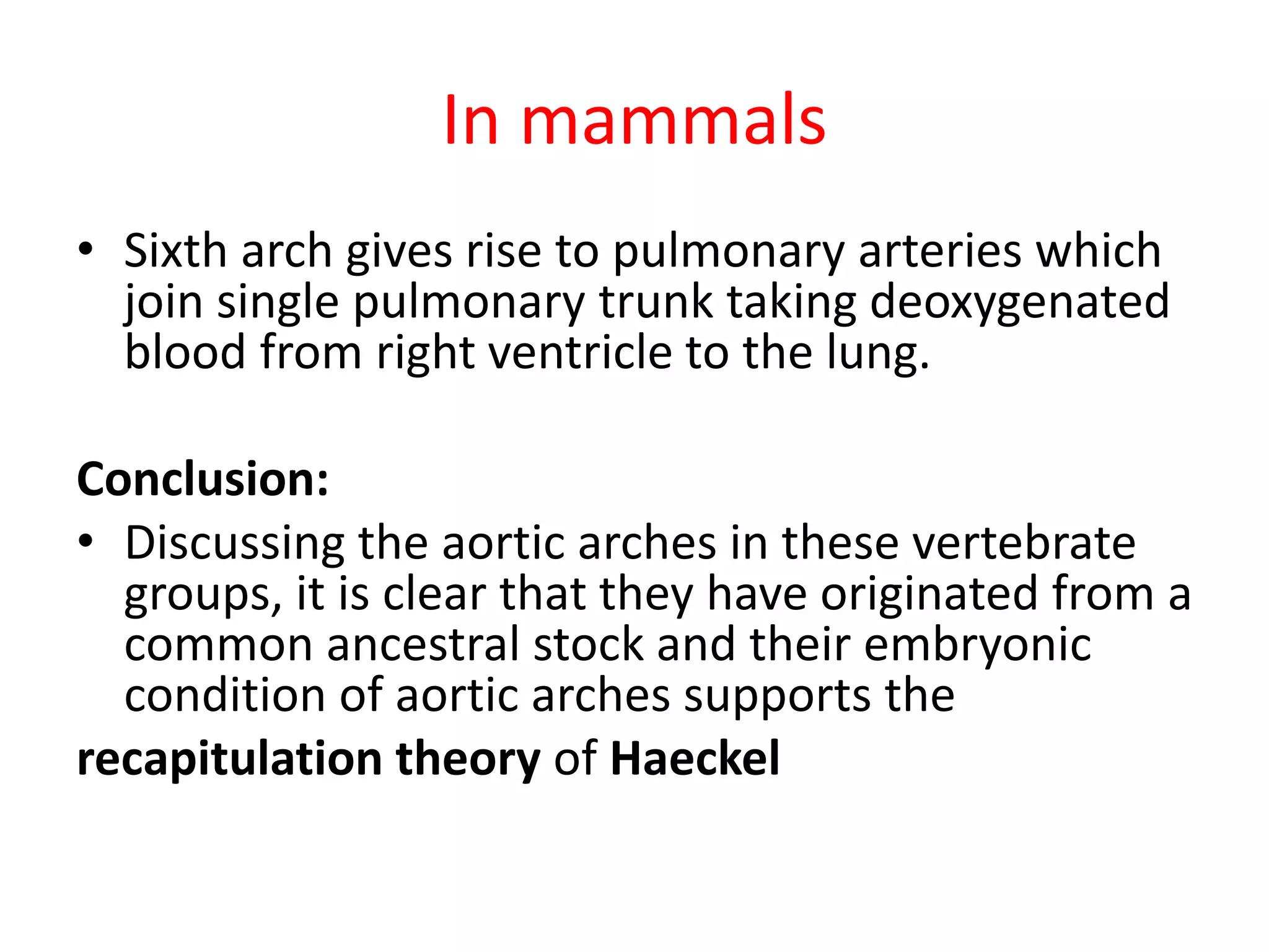 Comparative anatomy of aortic arches | PDF