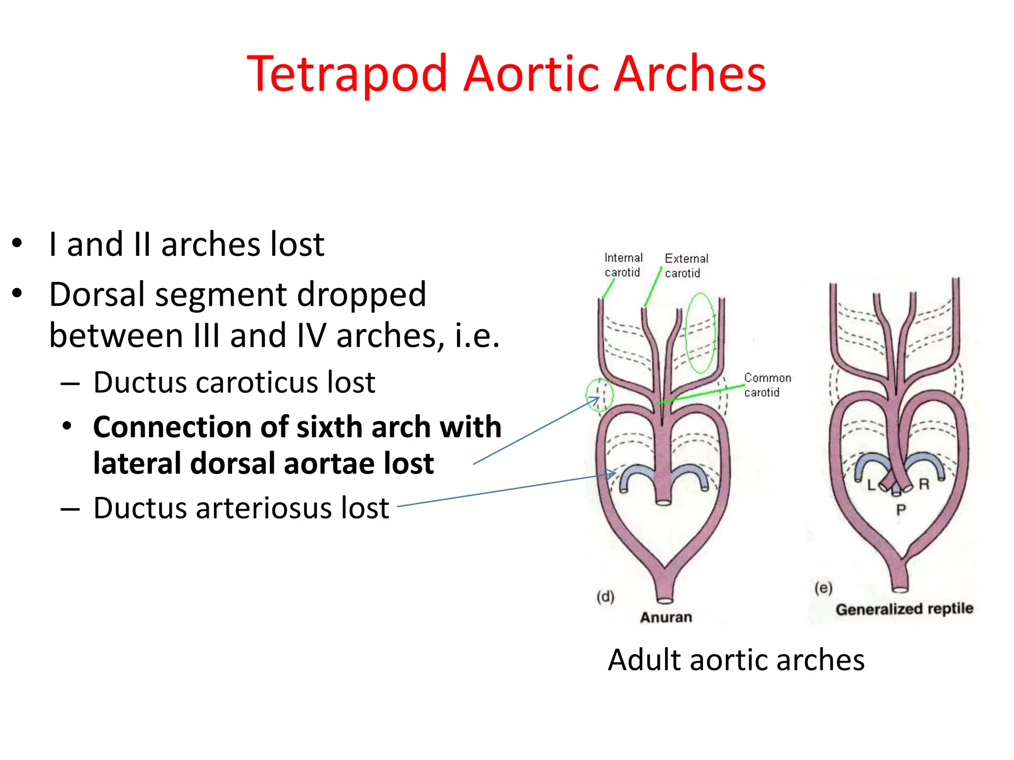 Comparative anatomy of aortic arches | PDF