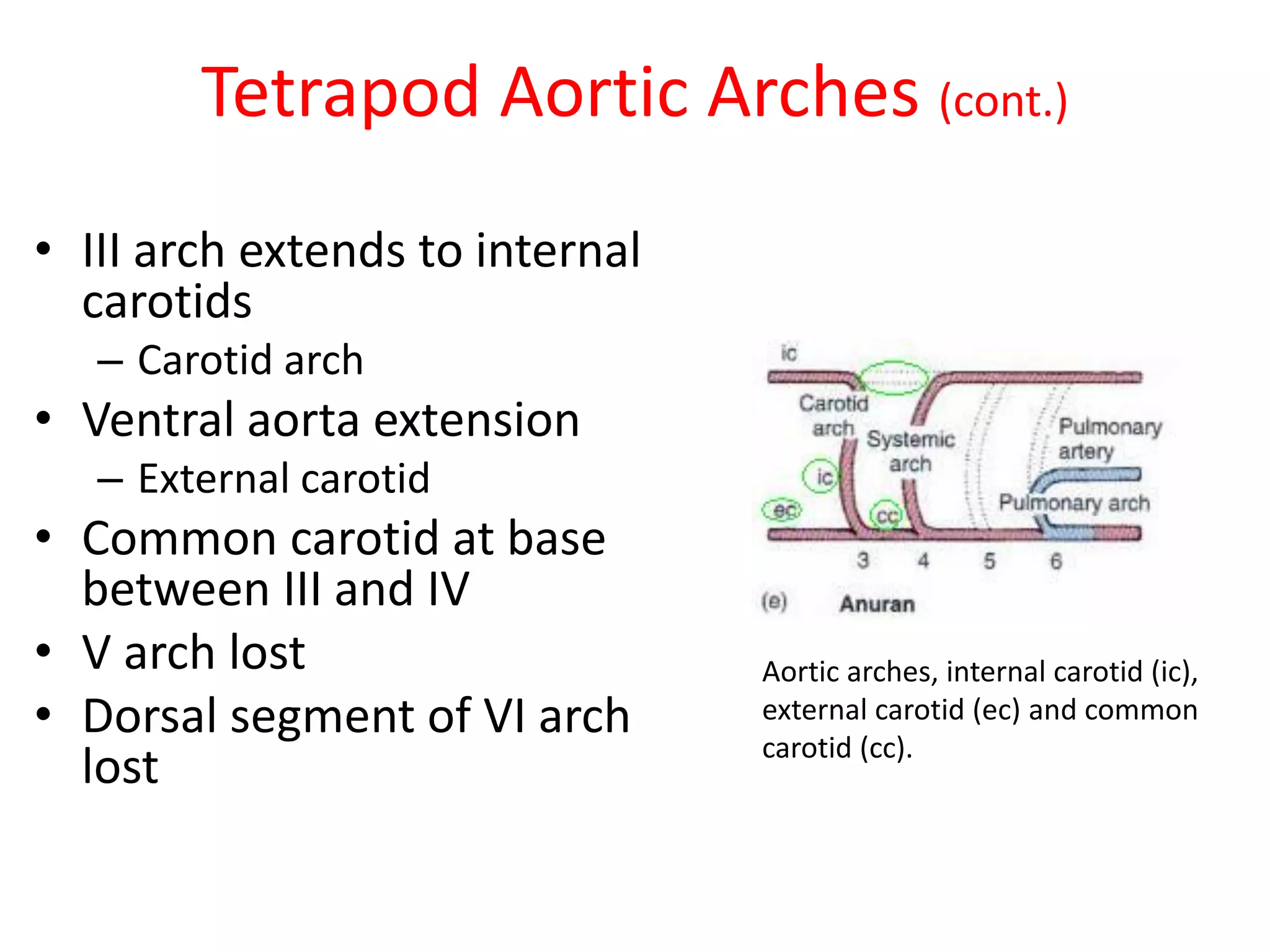 Comparative anatomy of aortic arches | PDF