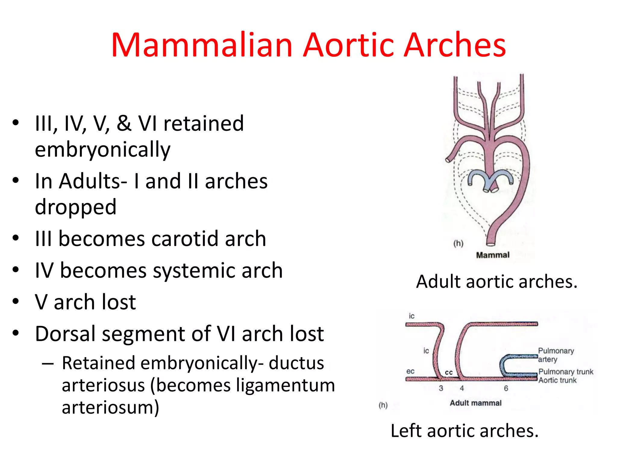 Comparative anatomy of aortic arches | PDF