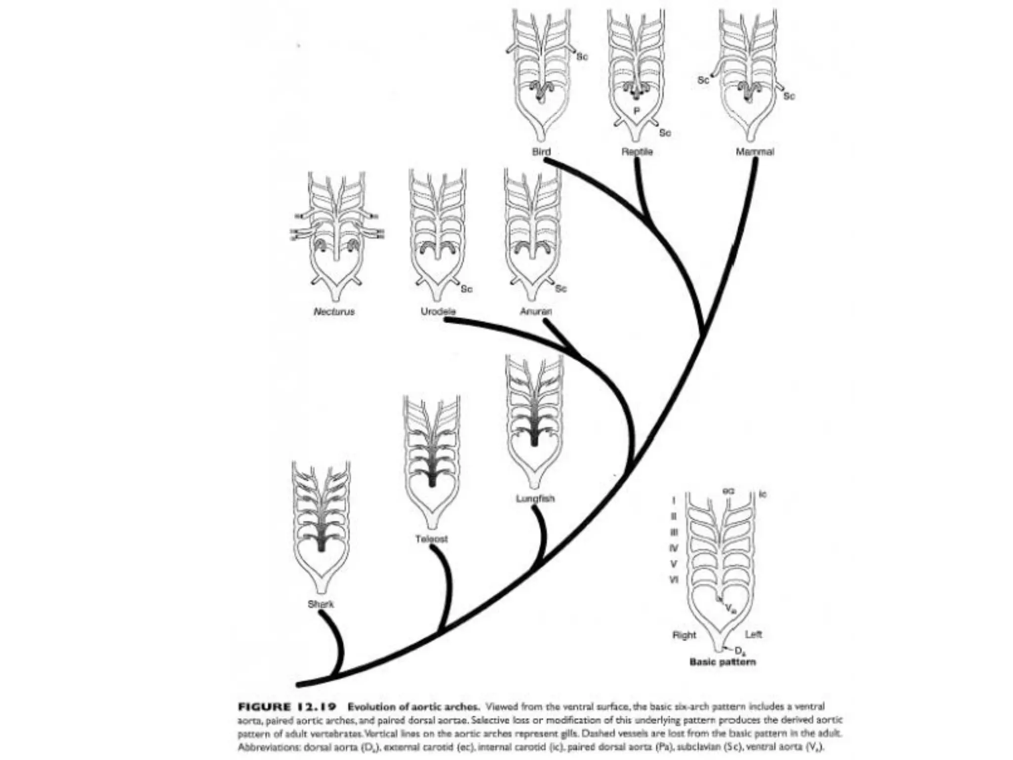 Comparative anatomy of aortic arches | PDF