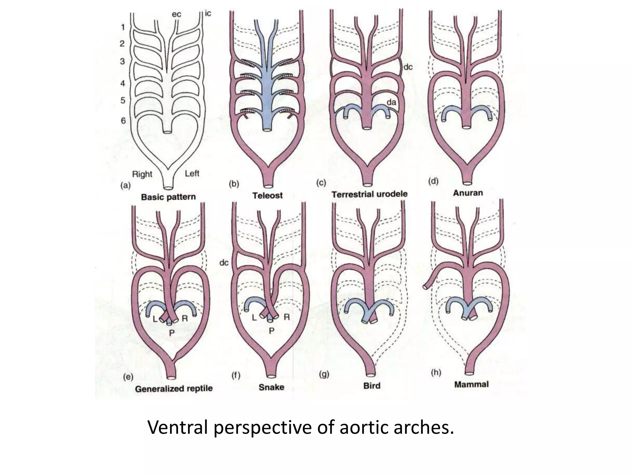 Comparative anatomy of aortic arches | PDF